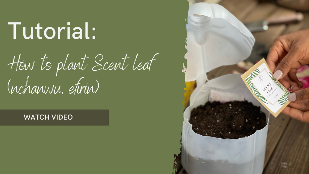 Tutorial "How to Plant Scent Leaf" – OsiAfrik