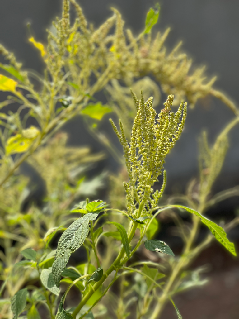 Nigerian Green (Efo Tete) Seeds – OsiAfrik